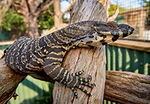 Wildlife Parties | Kids Wildlife Shows in Melbourne | Reptile Encounters