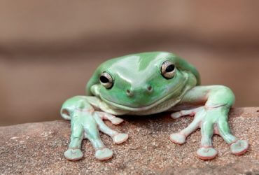 Ecosystems & Food Webs Reptile Encounters