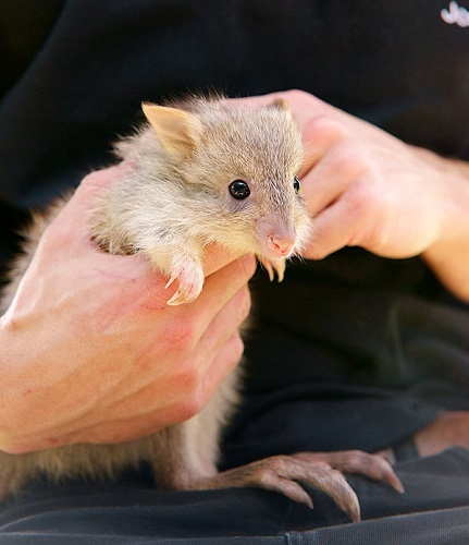 Lesser Known Australian Animals And Where You Can Meet Them Reptile lesser-known-australian-animals-and-where-you-can-meet-them-reptile