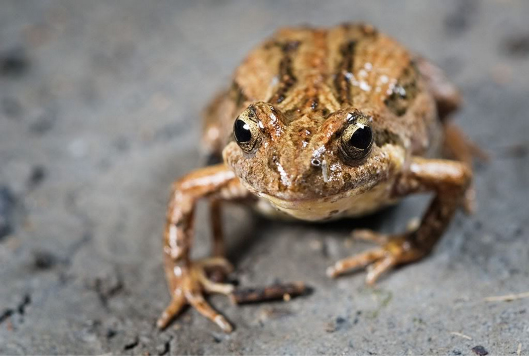 The Frogs in Our Backyard | Reptile Encounters