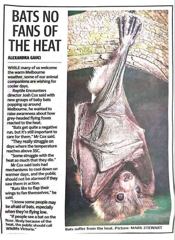 Bats No Fans Of The Heat - Reptile Encounters