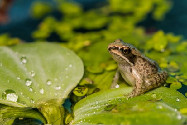 Frog Bog: 6 Simple Steps to Build One - Reptile Encounters