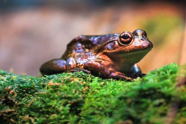 Reptile Spotlight: All You Need to Know About the Growling Grass Frog