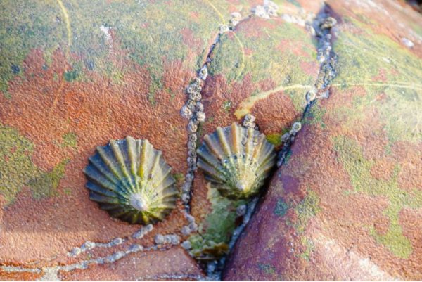 5 Amazing Animals You Can Find in Rockpools