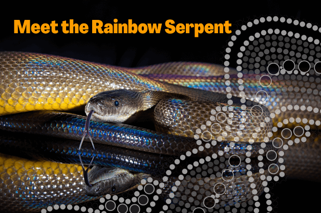 Meet The Rainbow Serpent | Reptile Encounters