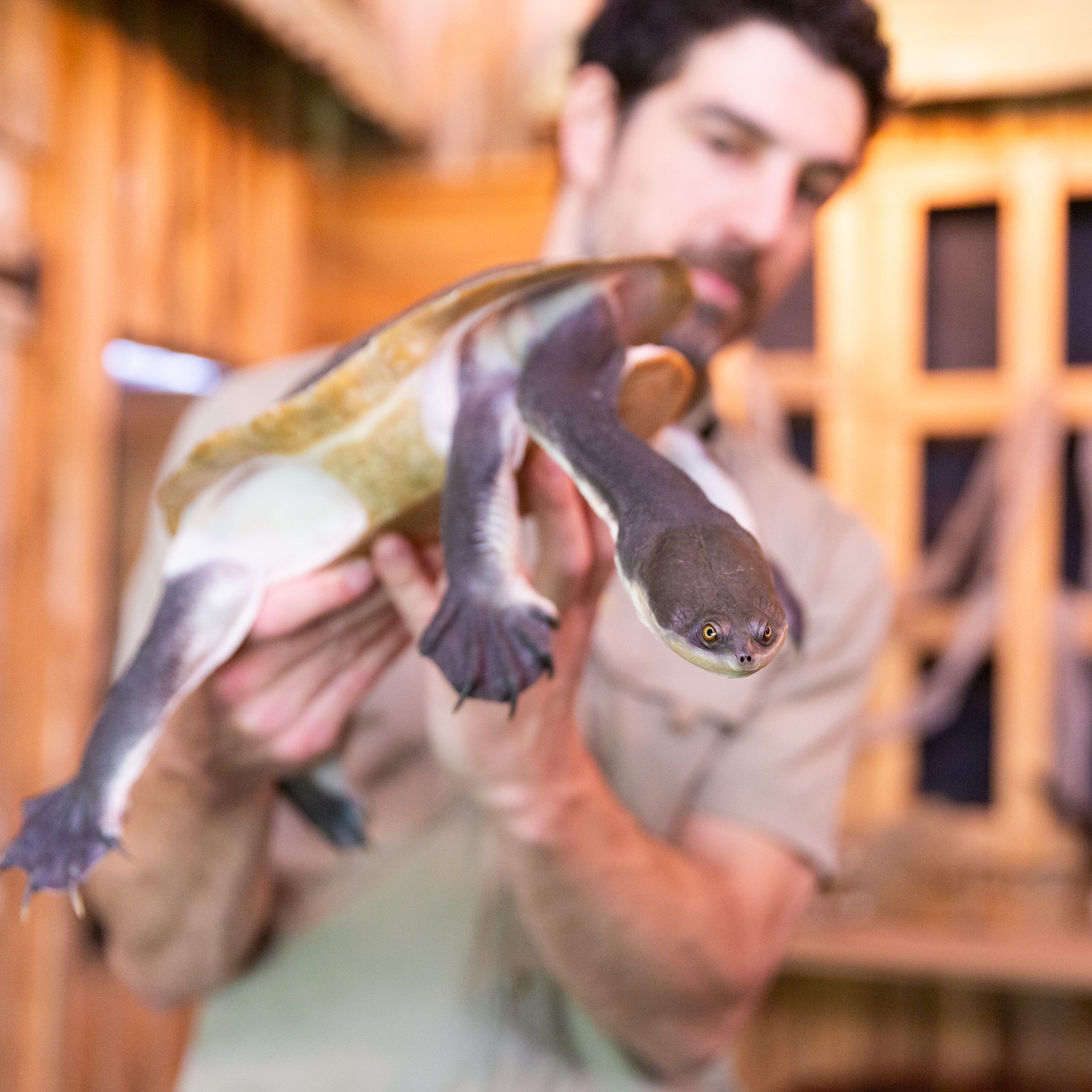 Local Species for Primary School - Reptile Encounters
